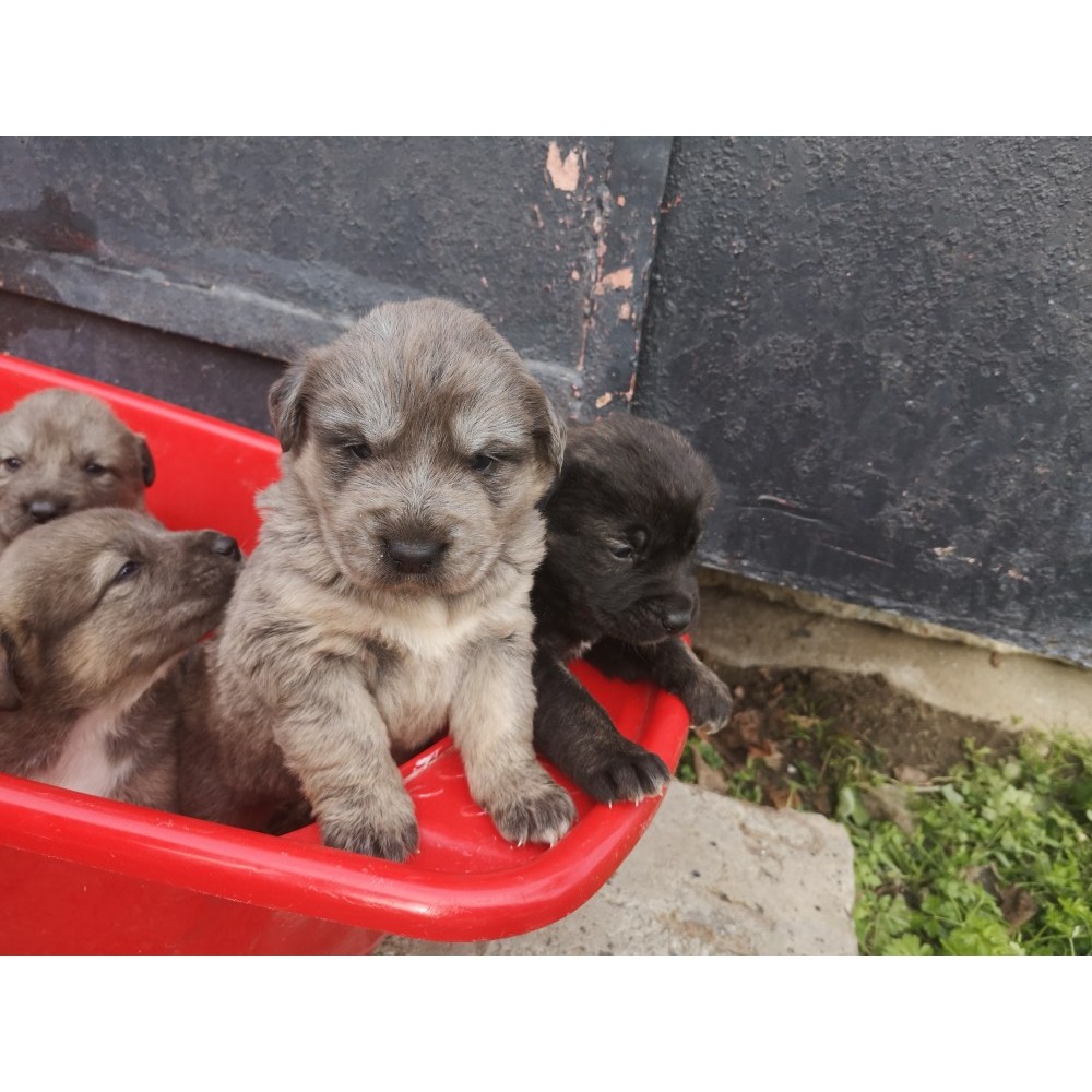 Pui de caine ciobanesc caucazian | arhiva Okazii.ro