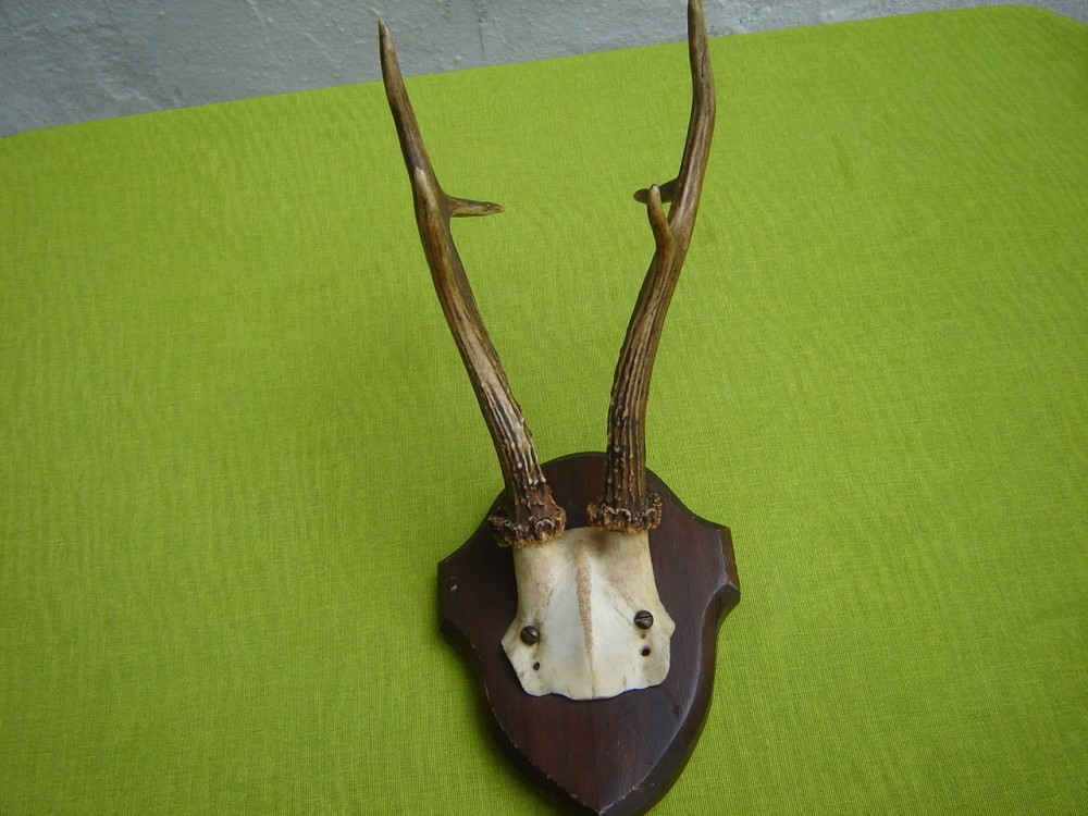 Panoplie cu coarne de caprior | arhiva Okazii.ro
