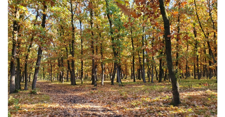 Vand 35 ha teren cu vegetatie forestiera (Padure) - judetul Olt, Teren ...