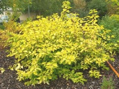 Corn galben (Cornus alba Aurea) | arhiva Okazii.ro
