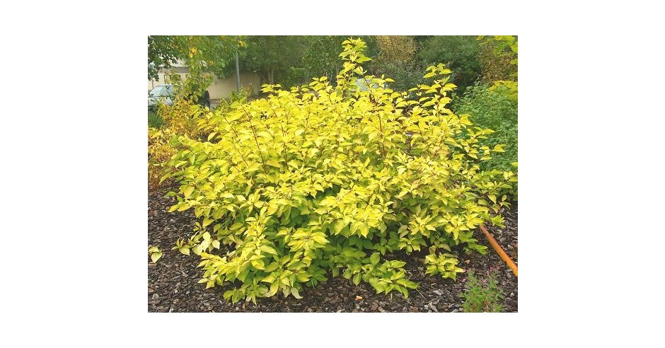 Corn galben (Cornus alba Aurea) | arhiva Okazii.ro