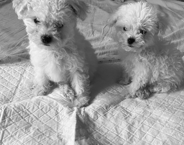 Vand pui bichon frise | Okazii.ro