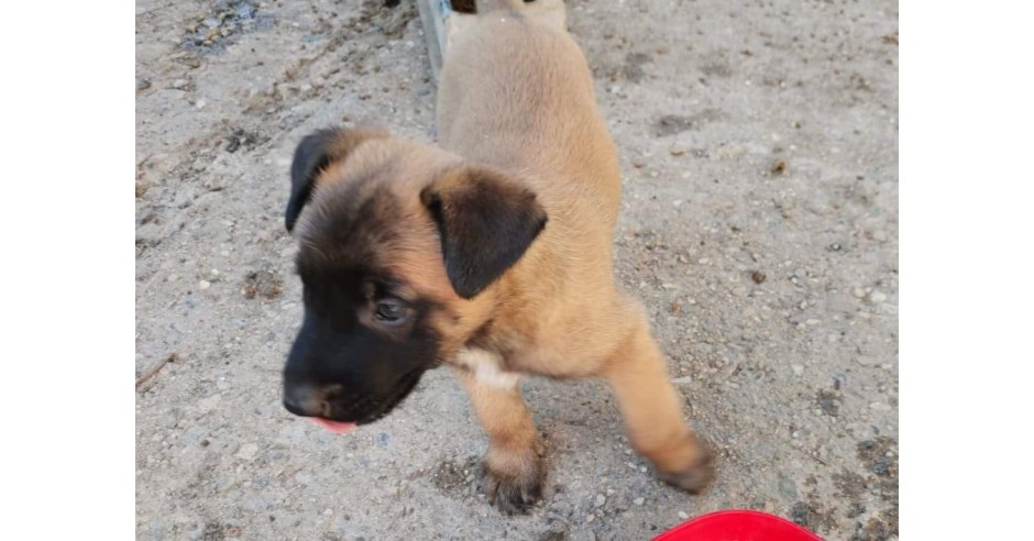 Pui caine ciobanesc belgian malinois | arhiva Okazii.ro
