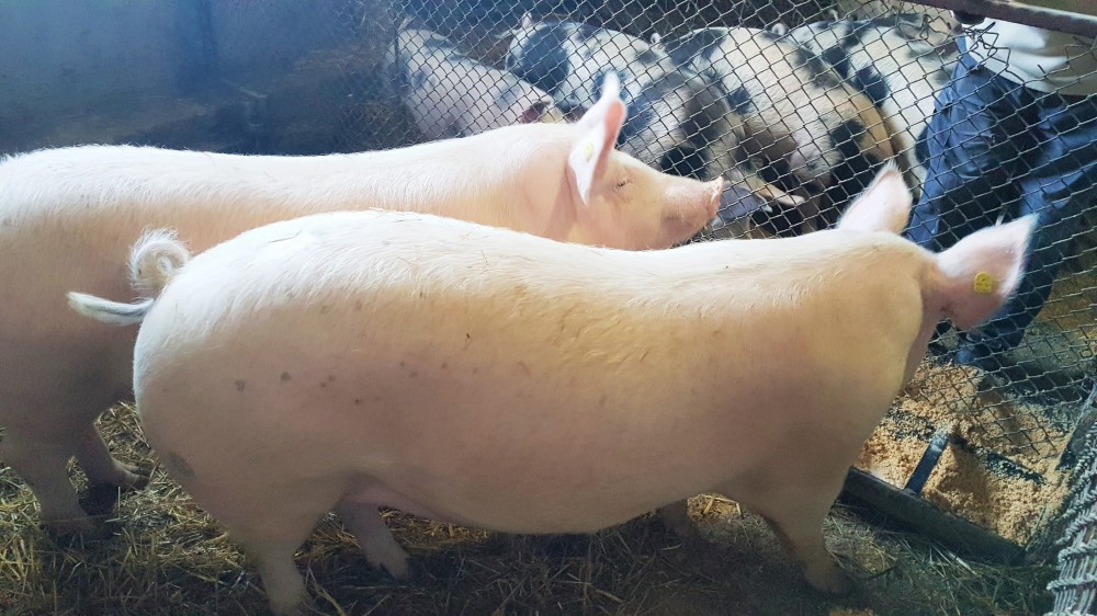 Porci rasa: MARELE ALB 120-140 kg, PIETRAIN 70-90 kg, LANDRACE 70-100 ...
