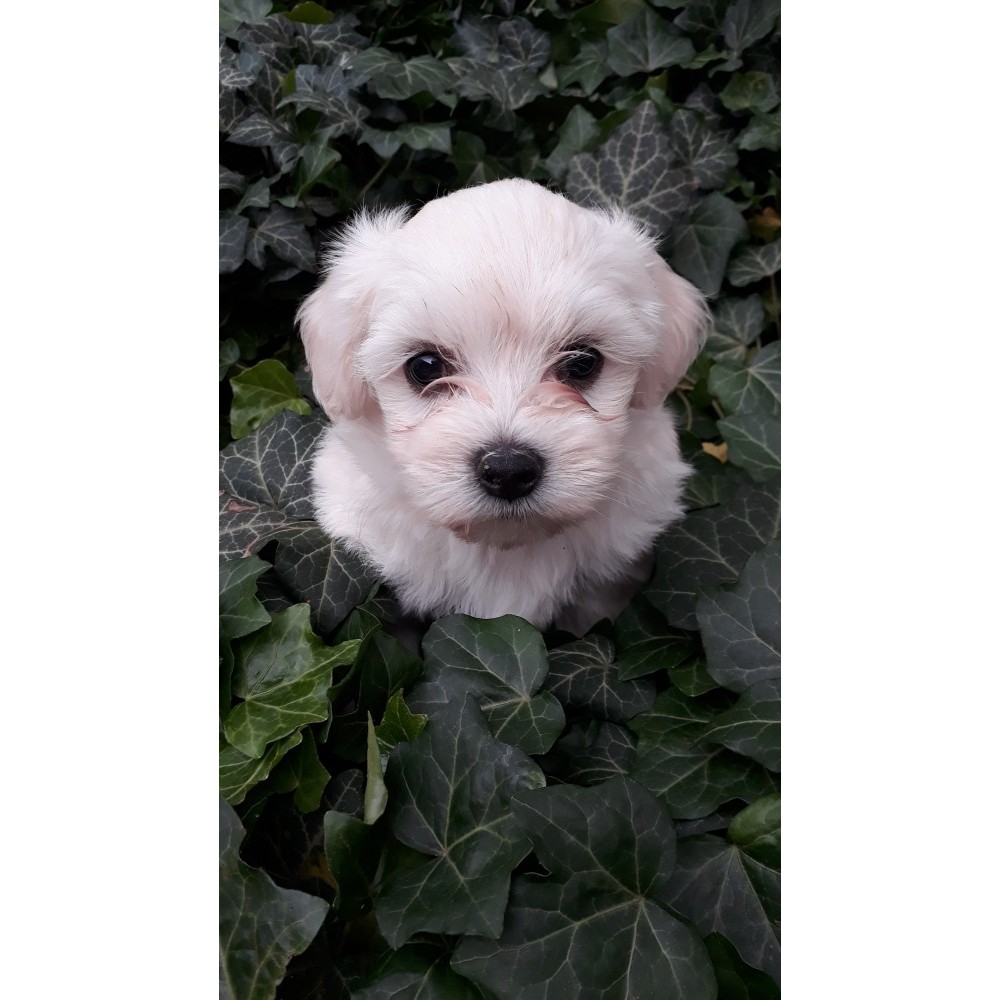 Pui de bichon maltez | arhiva Okazii.ro