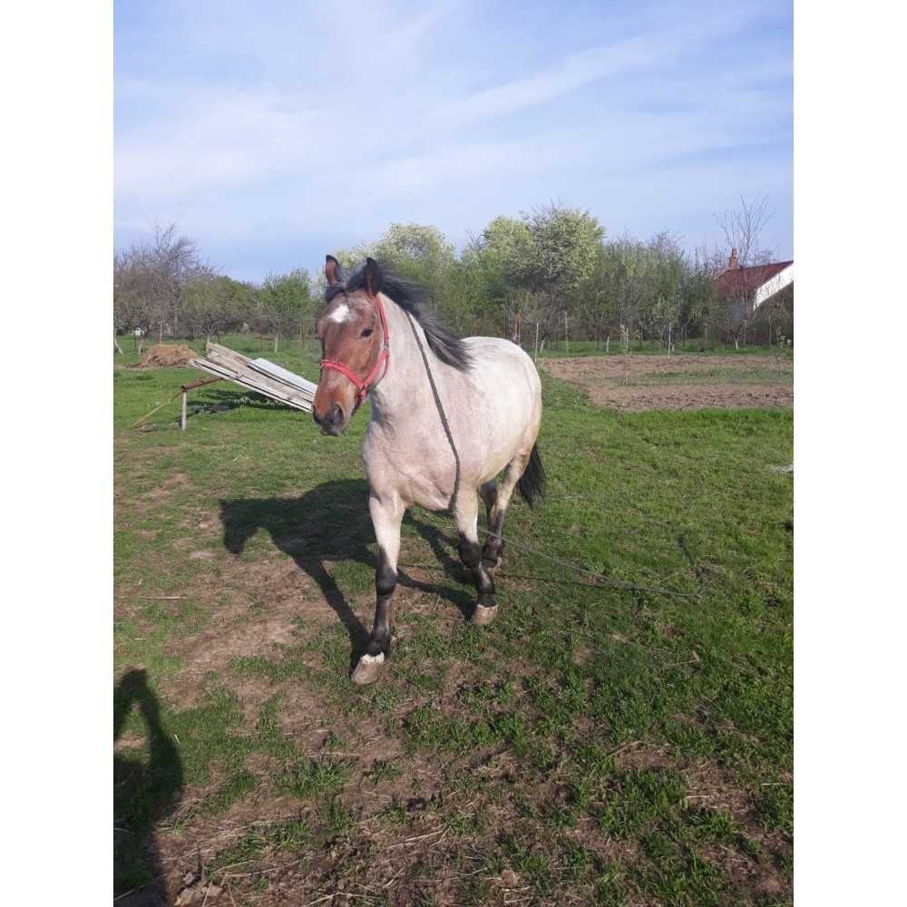 Vand cal rasa semi-greu | arhiva Okazii.ro