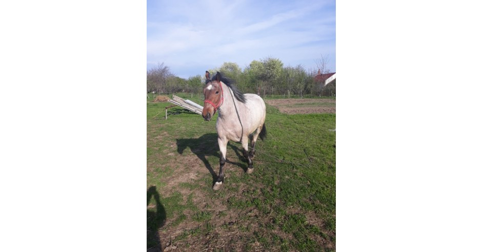 Vand cal rasa semi-greu | arhiva Okazii.ro