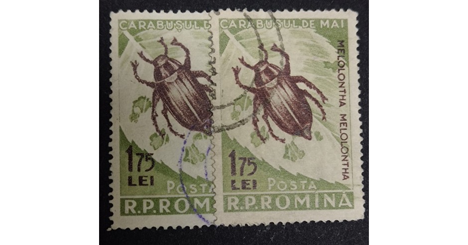 Eroare - Carabu? deplasat - din seria Insecte daunatoare | arhiva Okazii.ro