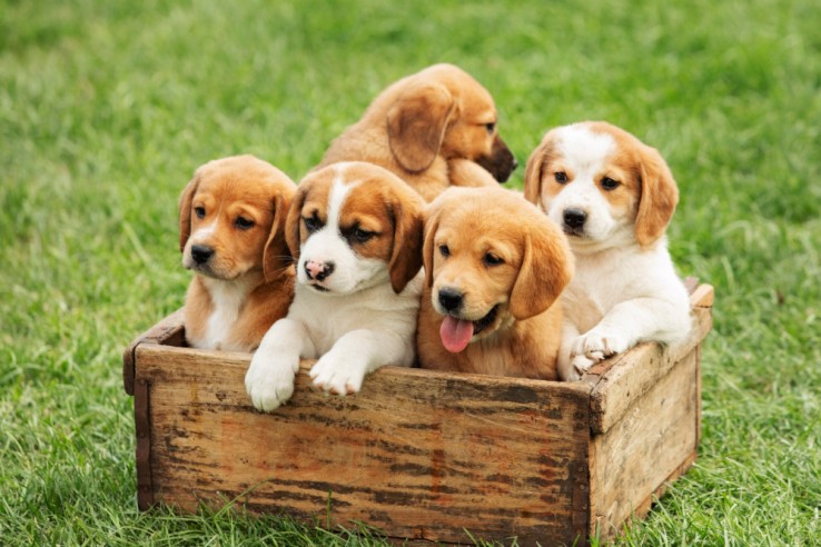 Caine beagle pret. Cumpara ieftin, pret bun