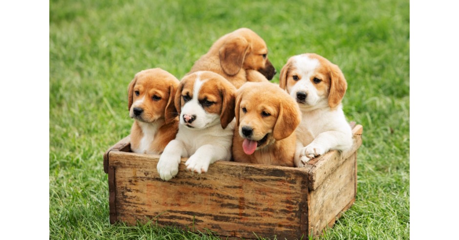 Vand caini (mama beagle) | arhiva Okazii.ro