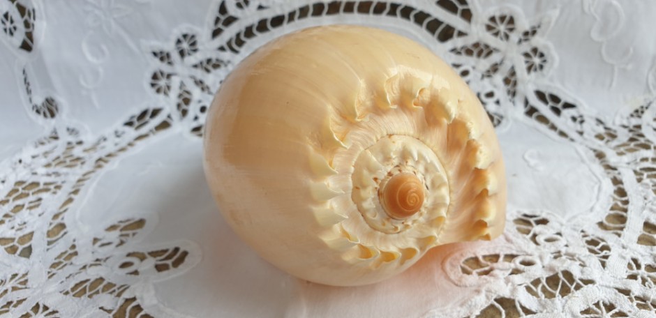 Cochilie de melc. Cumpara ieftin, pret bun