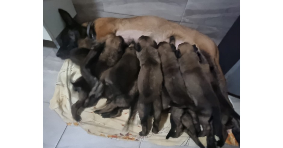 Pui malinois belgian rasa pura cu pedigree | arhiva Okazii.ro