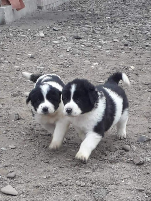 Ciobanesc de Bucovina | arhiva Okazii.ro
