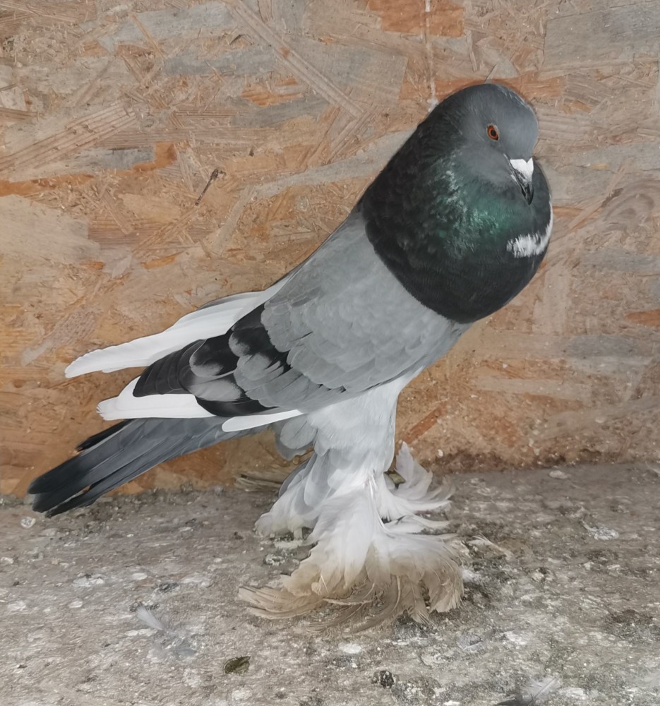 Porumbei gusati de Pomerania | arhiva Okazii.ro