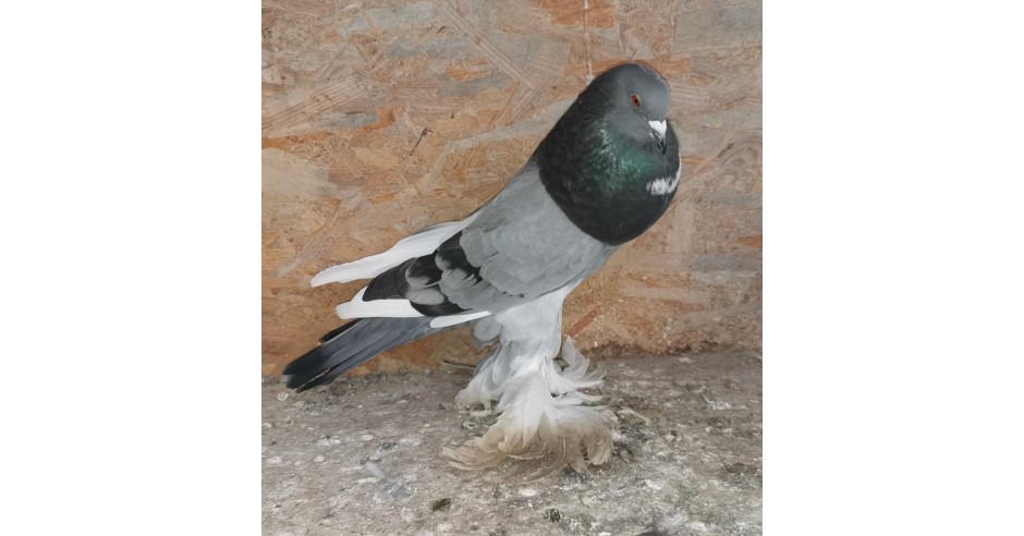 Porumbei gusati de Pomerania | arhiva Okazii.ro