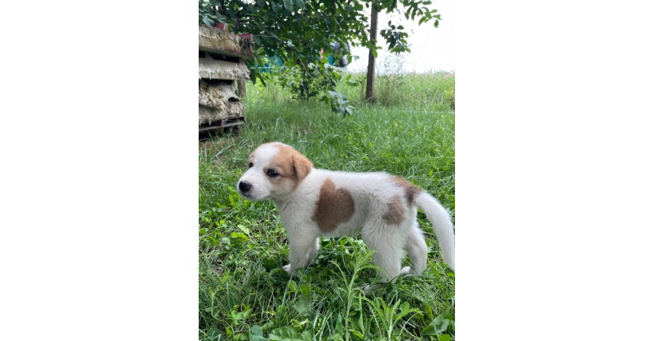 Pui de catel- mix ciobanesc belgian | arhiva Okazii.ro