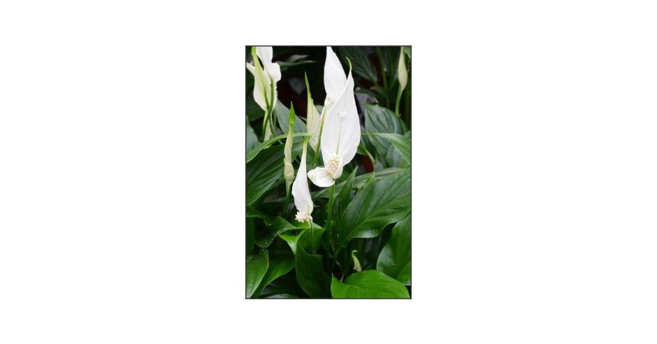 Crin de pace - planta tanara la ghiveci | Okazii.ro