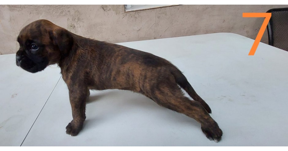 Vand pui boxer german cu pedigree | arhiva Okazii.ro