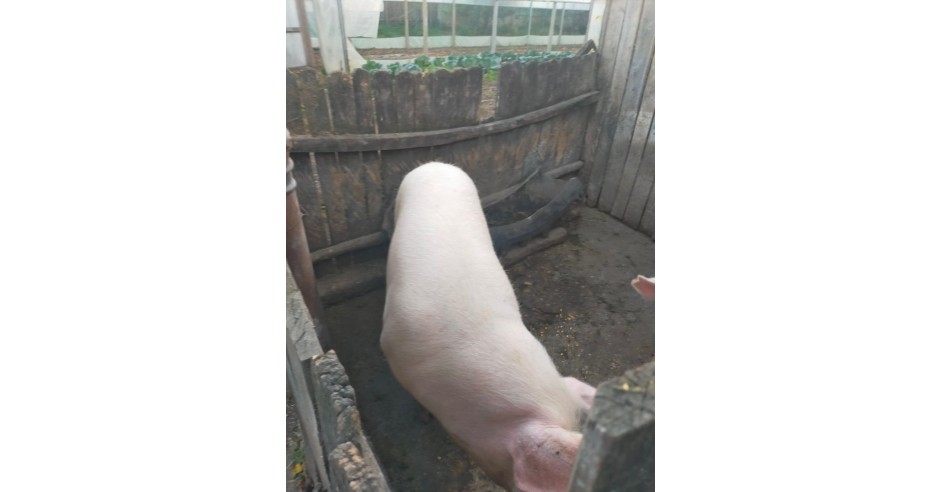 Porc DOLJ pret:15/kg | arhiva Okazii.ro