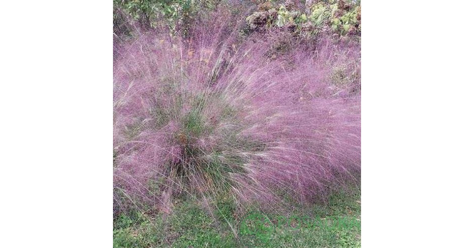 RUBY SILK LOVE GRASS - ERAGROSTIS TEF iarba iubirii - 20 seminte pentru ...