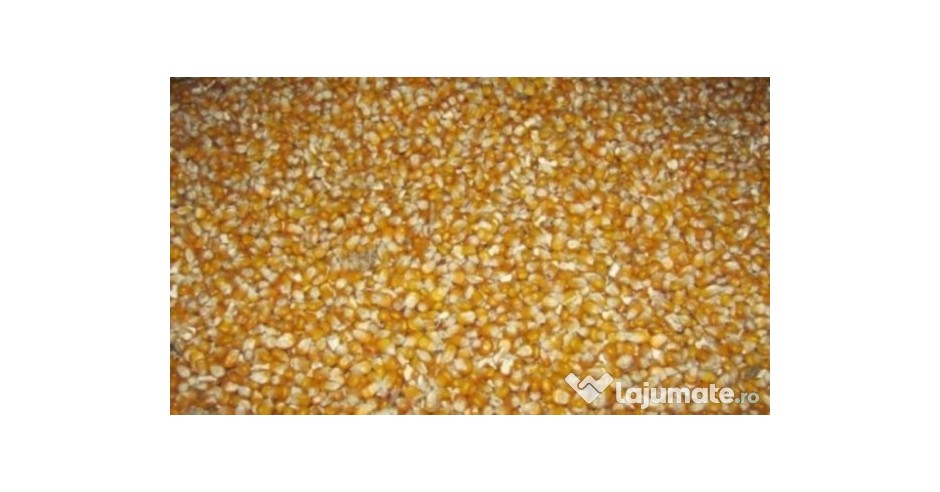 Porumb boabe, productie 2018, bine uscat si depozitat | arhiva Okazii.ro