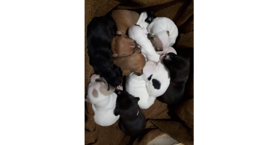 Pui de pitbull, de 6 saptamani, deparazitati si vaccinati | arhiva ...