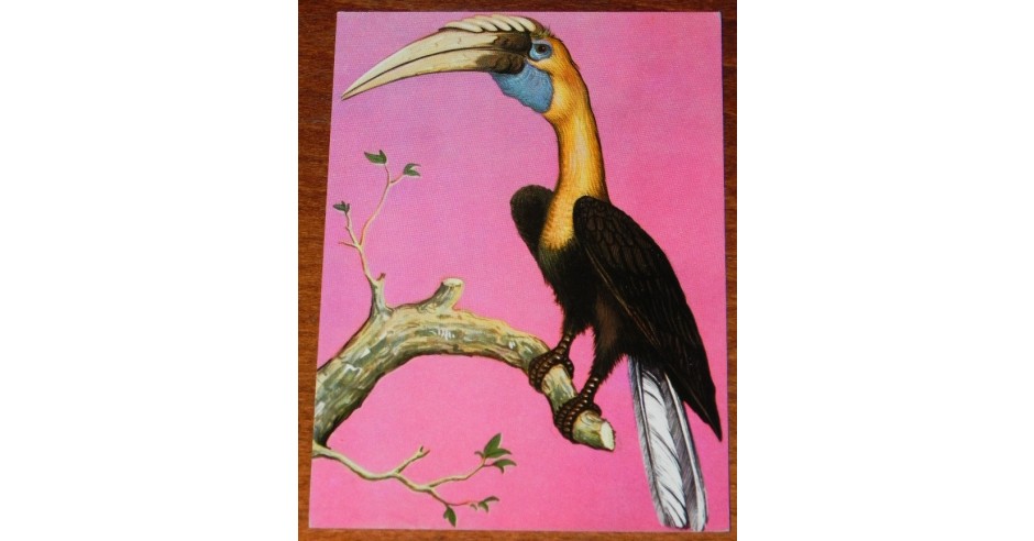 Carte postala muzeul antipa pasari pasare rinocer, Necirculata ...