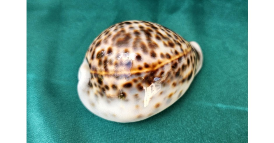 COCHILIE MELC, GHIOC-TIGRU (CYPRAEA TIGRIS) | arhiva Okazii.ro