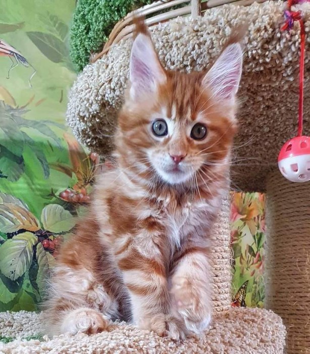 Vand pui de pisica maine coon | Okazii.ro Vand pui de pisica maine coon | Okazii.ro