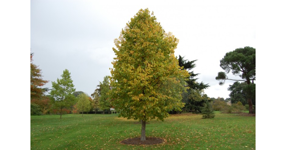 Alun turcesc (Corylus colurna) | arhiva Okazii.ro