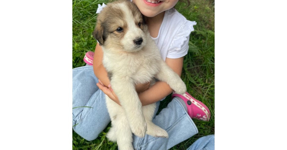 Pui de catel- mix ciobanesc belgian | arhiva Okazii.ro