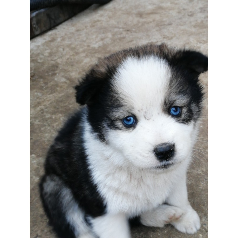 Pui de Husky Siberian | arhiva Okazii.ro