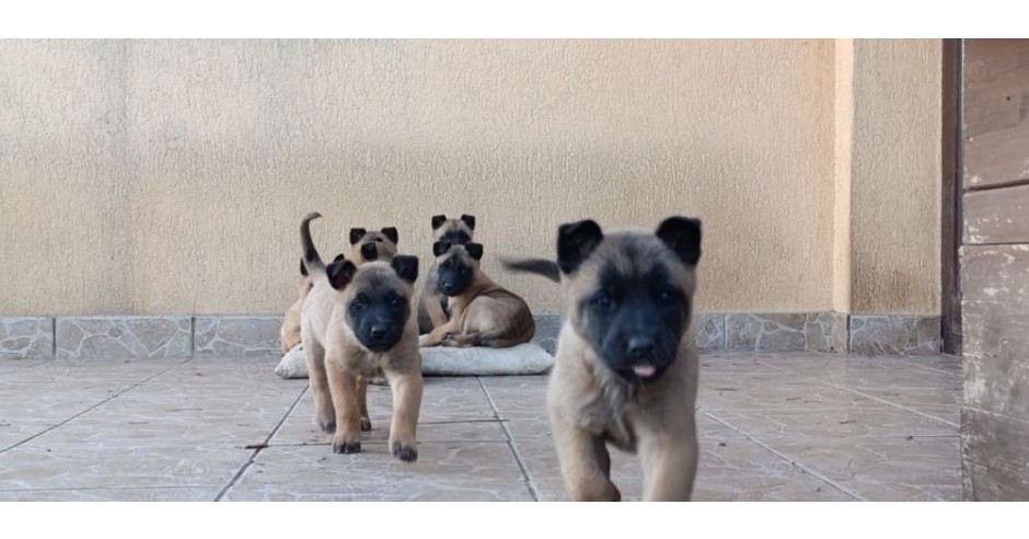 Pui de Ciobanesc Belgian Malinois | arhiva Okazii.ro