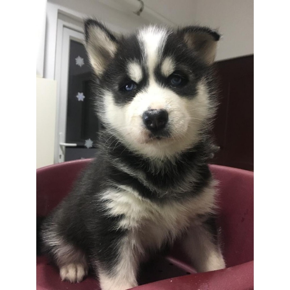 caini husky siberian bucuresti oradea brasov cluj | arhiva Okazii.ro