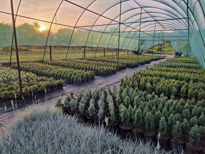 Leylandii, Prunus Laurus, Photinia Red Robin plante pentru gard viu ...