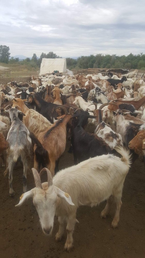 capre de lapte | arhiva Okazii.ro