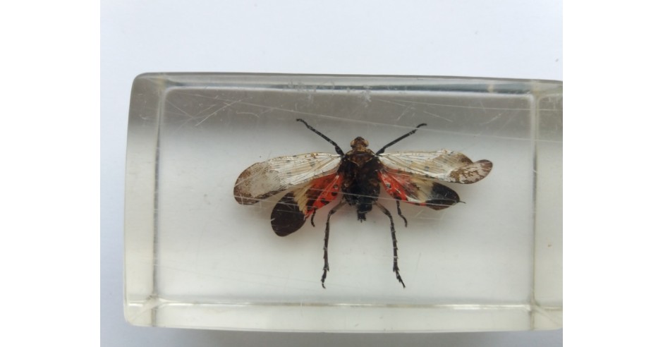 Insecte in rasina-Colectia Deagostini-13-RAR | arhiva Okazii.ro