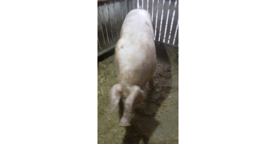 Vand porc Corabia, crescut natural, 200 kg. | arhiva Okazii.ro