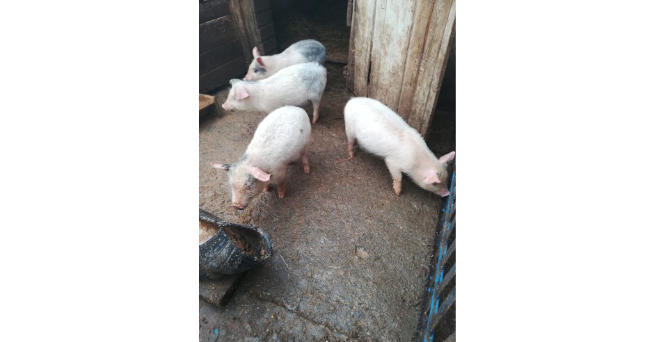 Purcei | arhiva Okazii.ro