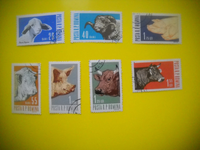 HOPCT LOT NR 167 ANIMALE DE RASA 1962-7 TIMBRE VECHI-STAMPILAT, Regi ...