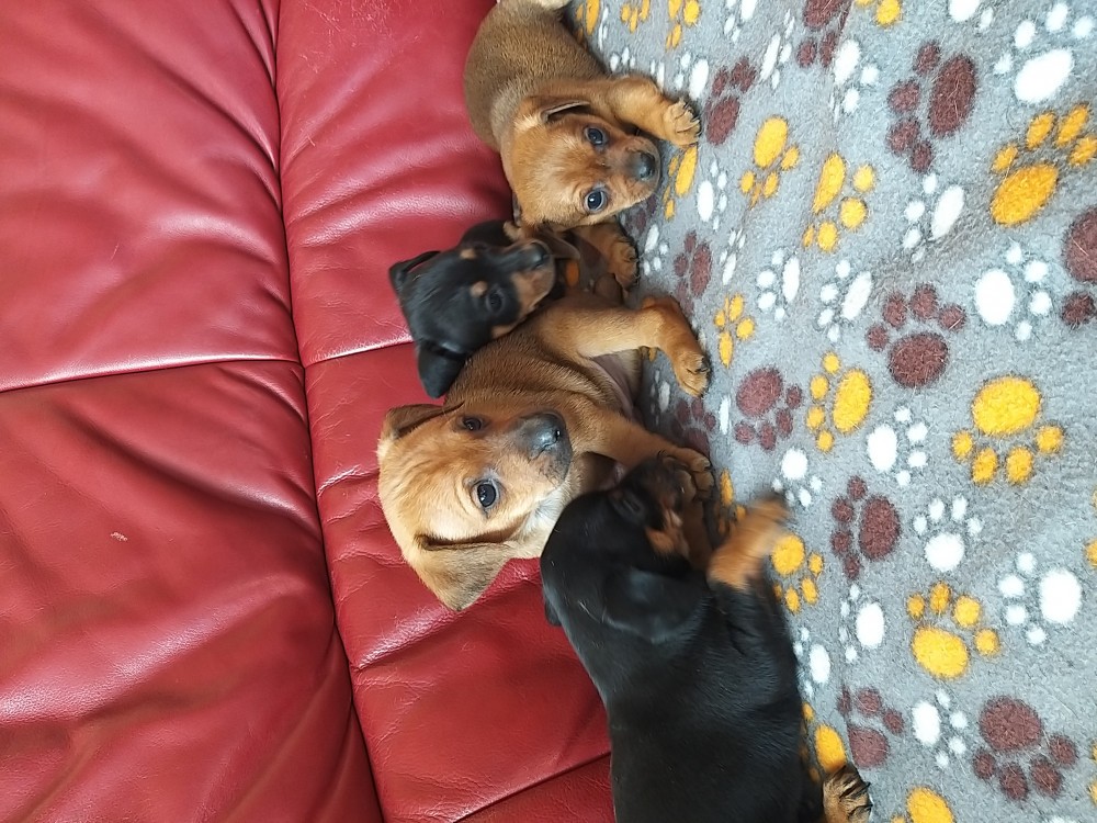 Catelusi Pinscher Pitic | arhiva Okazii.ro