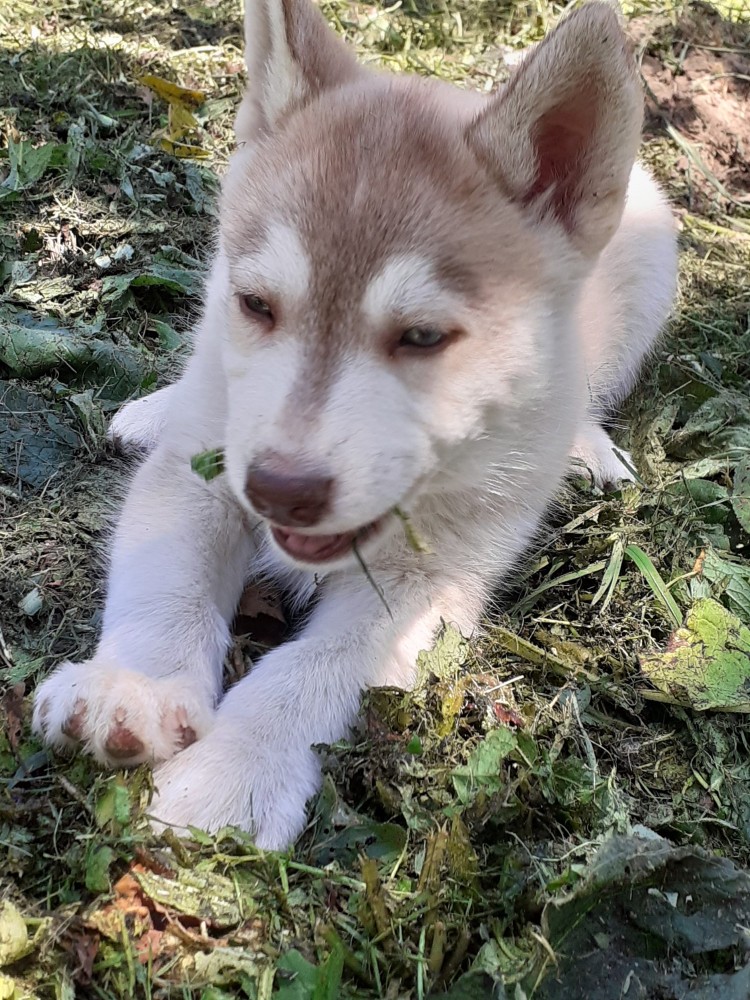 Pui husky siberian rasa pura | arhiva Okazii.ro