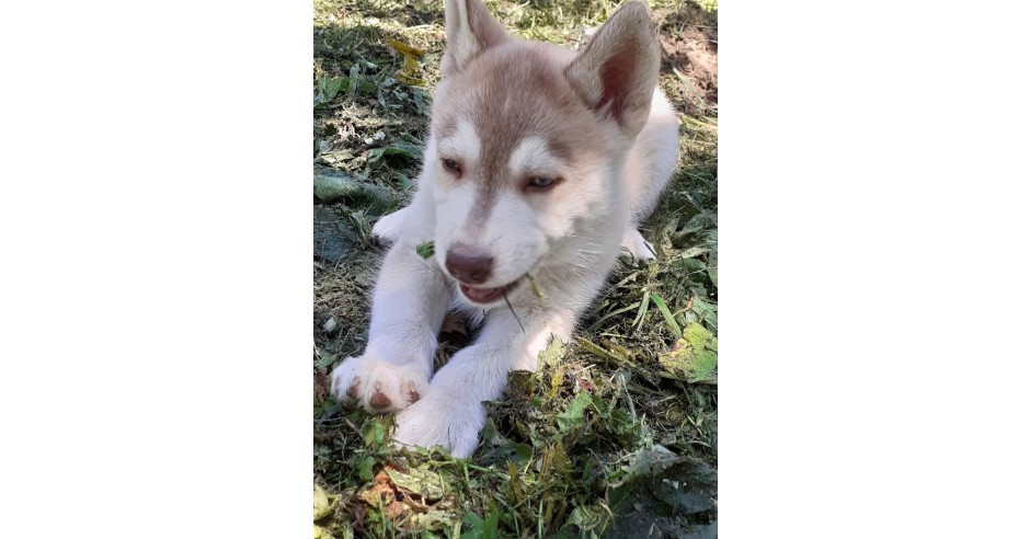 Pui husky siberian rasa pura | arhiva Okazii.ro