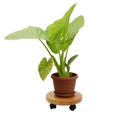 Suport din lemn cu roti pentru ghiveci de flori | arhiva Okazii.ro