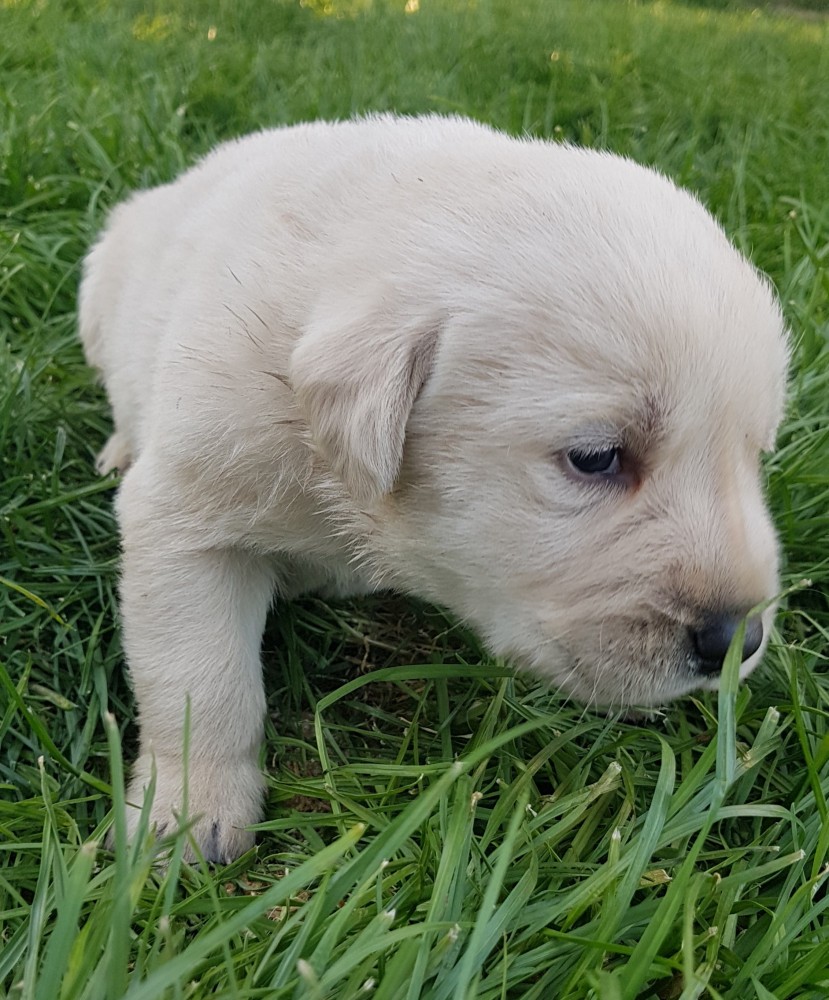 Vand Pui Labrador Retriever | arhiva Okazii.ro