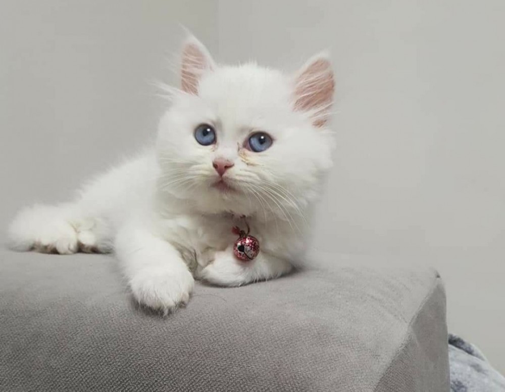 Pisica british shorthair alba | arhiva Okazii.ro