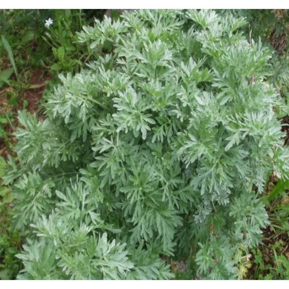 Seminte de Pelin dulce (artemisia annua), anticancer, 10 seminte ...
