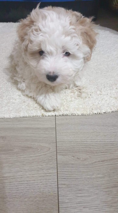 Pui bichon havanez, Pedigree | Okazii.ro
