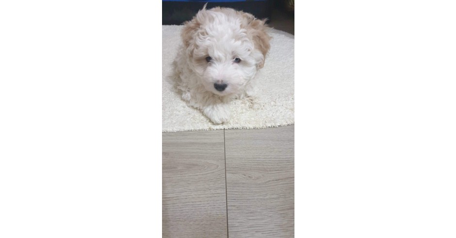 Pui bichon havanez | arhiva Okazii.ro