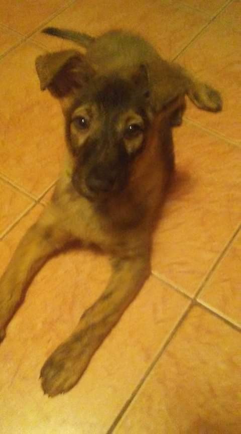 Lup belgian femela | arhiva Okazii.ro